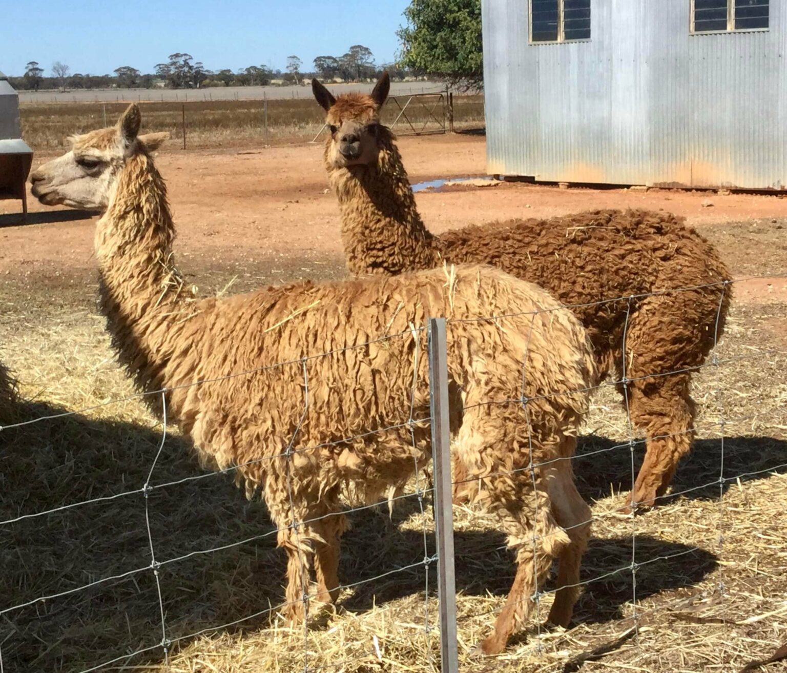 Other Attractions | Discover More Along the Wheatbelt Way